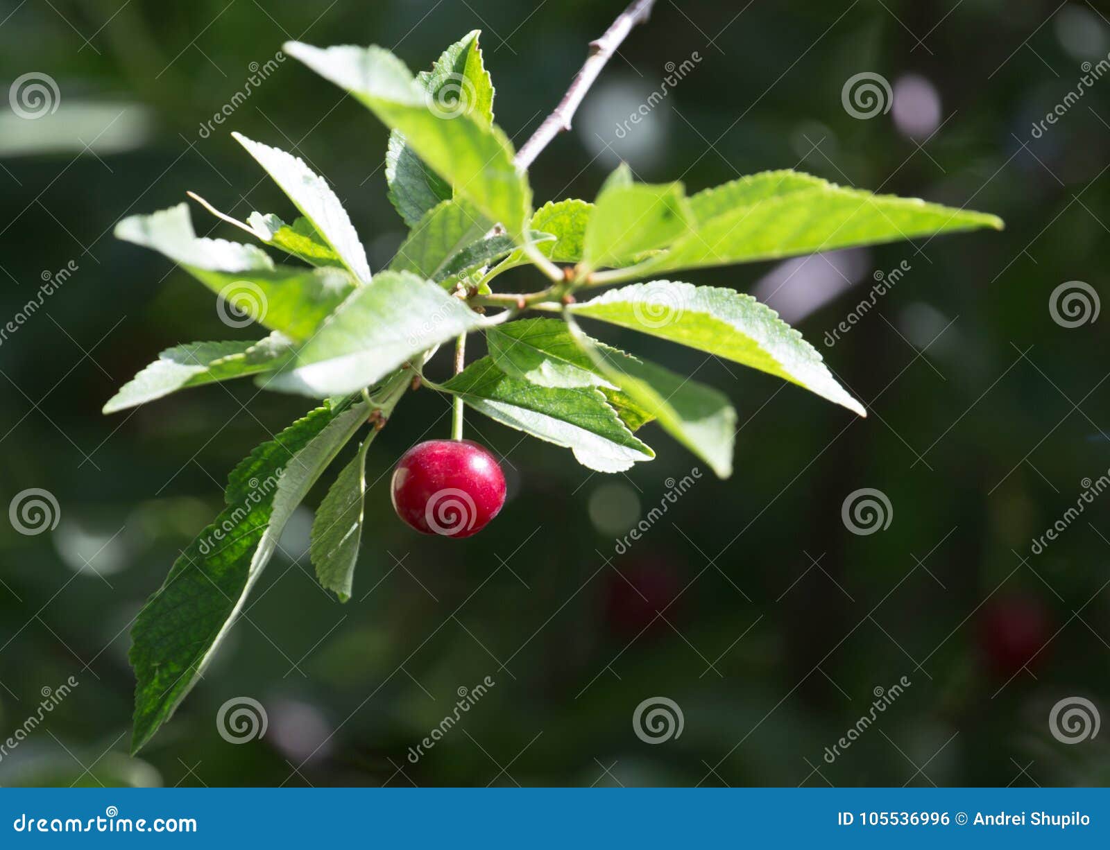 Cherry on the Tree in Nature Stock Photo - Image of spring, nature ...