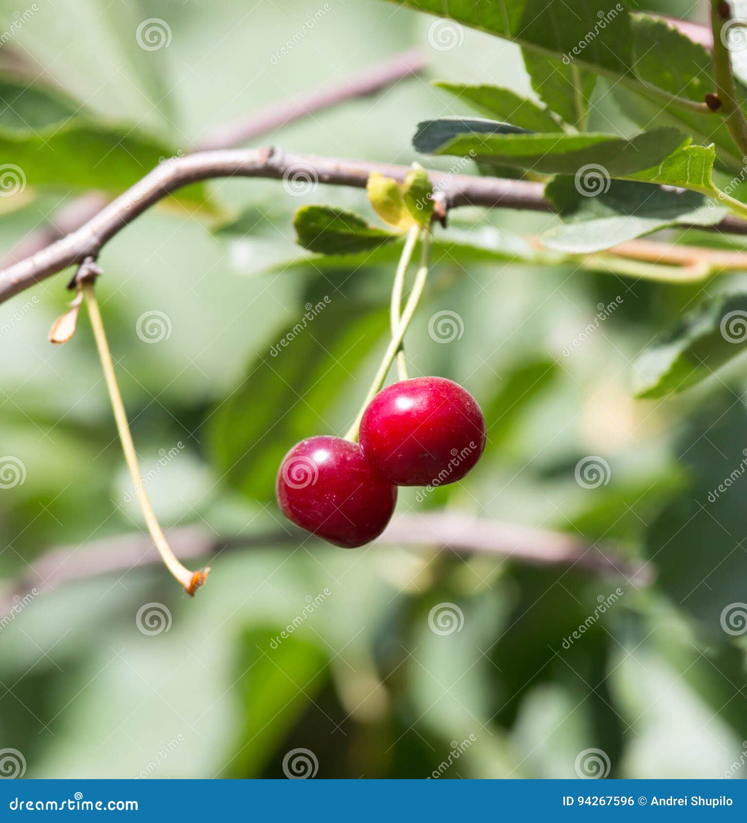 Cherry on the Tree in Nature Stock Photo - Image of cerise, nature ...