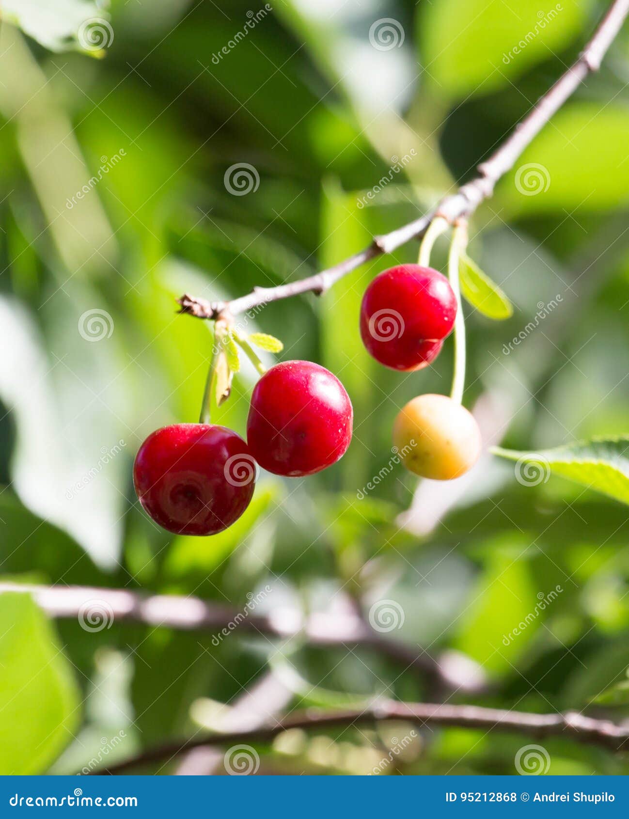 Cherry on the Tree in Nature Stock Photo - Image of ripe, beautiful ...