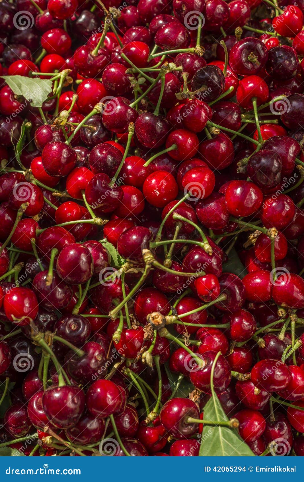 Cherry tree stock photo. Image of summer, selective, foreground - 42065294