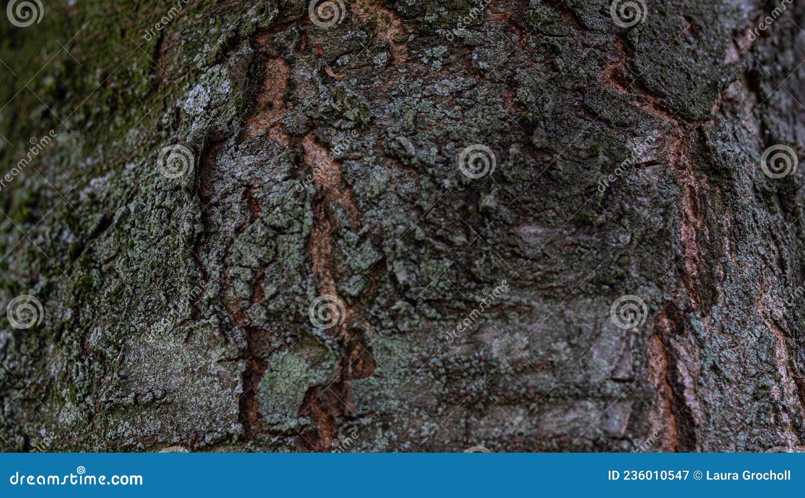 Cherry Tree Old Bark Structure Stock Image - Image of abstract ...