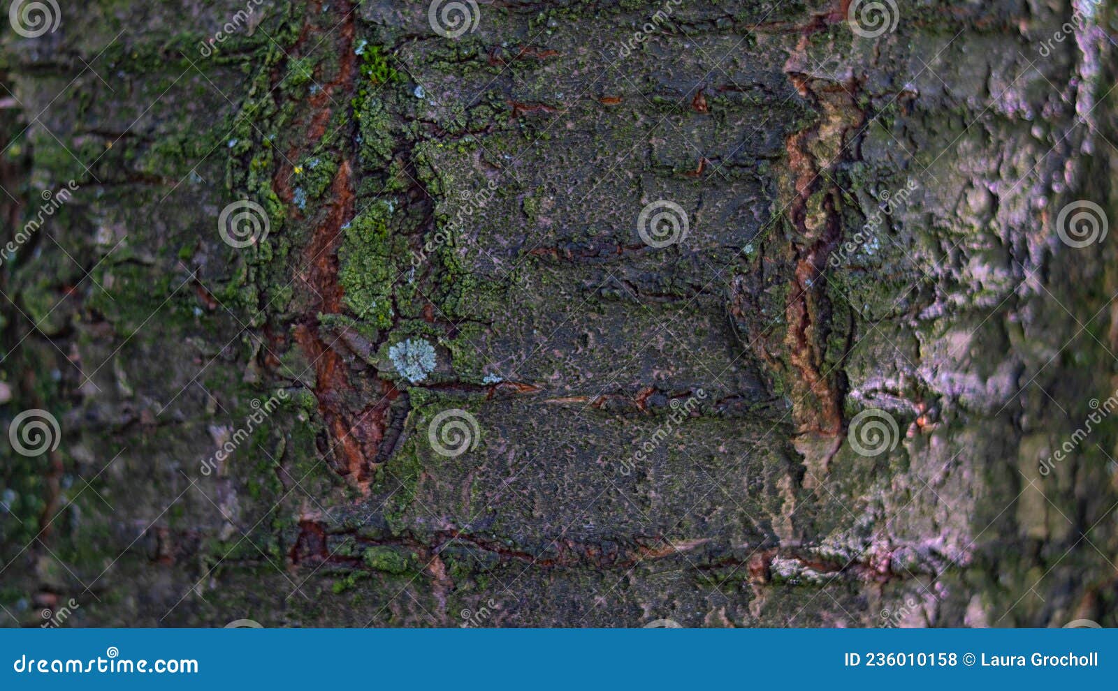 Cherry Tree Old Bark Structure Stock Photo - Image of grass, bark ...
