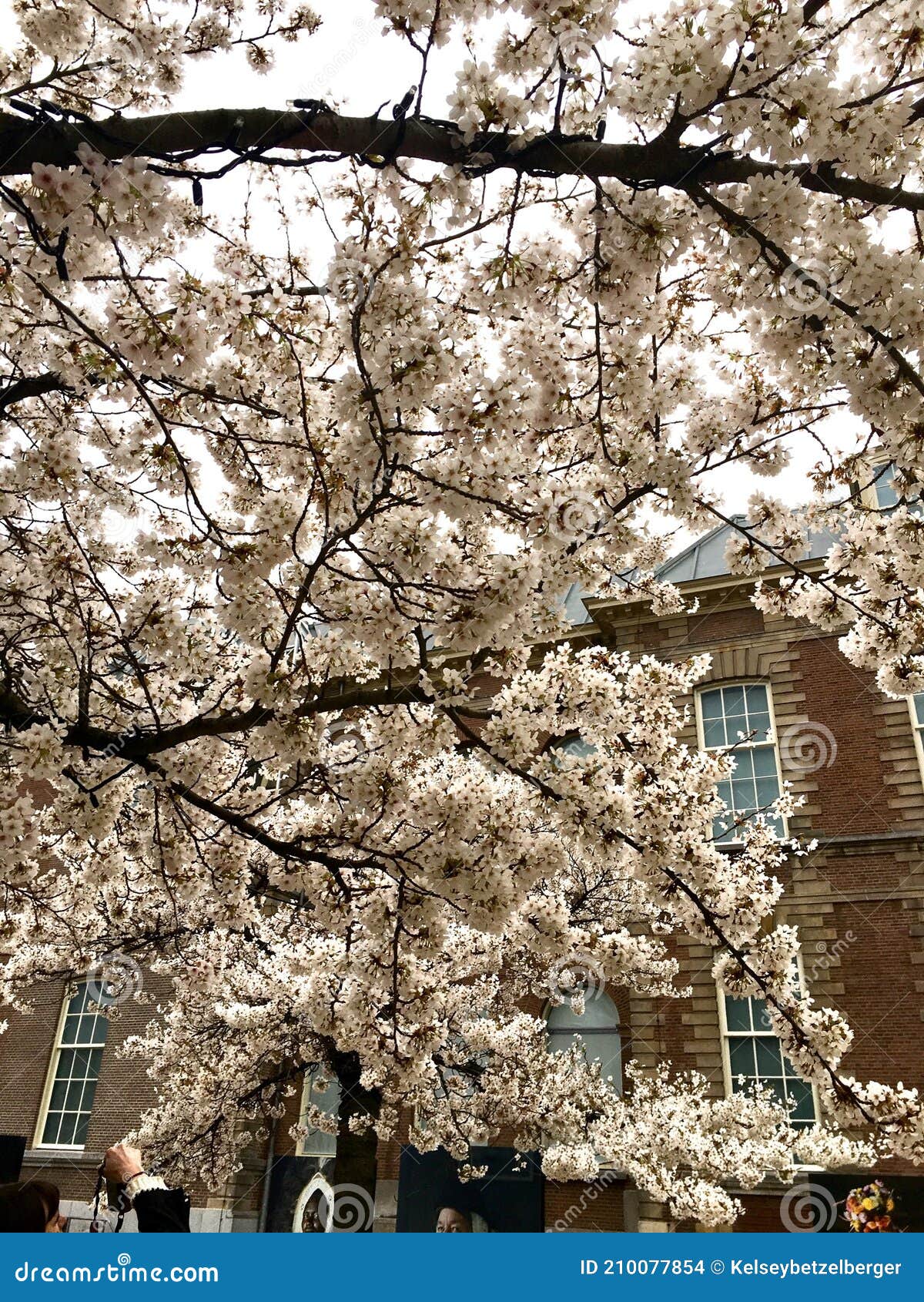 Cherry Tree with Old Stone House Stock Photo - Image of twig, shrub ...