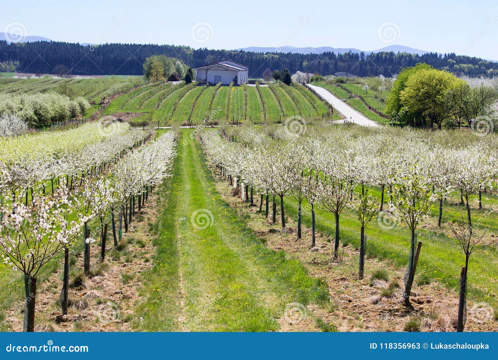 Cherry Tree Orchard with Grass Path, Building and Blue Sky, Czech ...