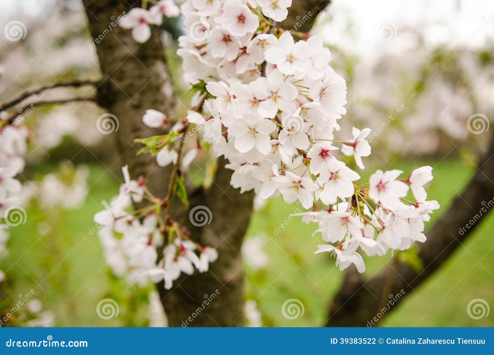Cherry Tree stock photo. Image of video, ornamental, blossom - 39383522