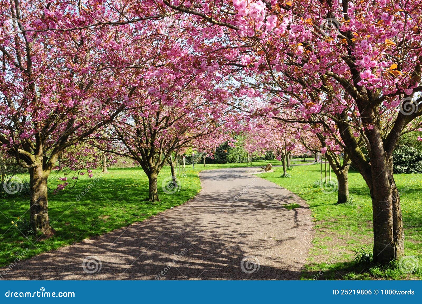 Cherry Tree Path stock photo. Image of color, blossom - 25219806