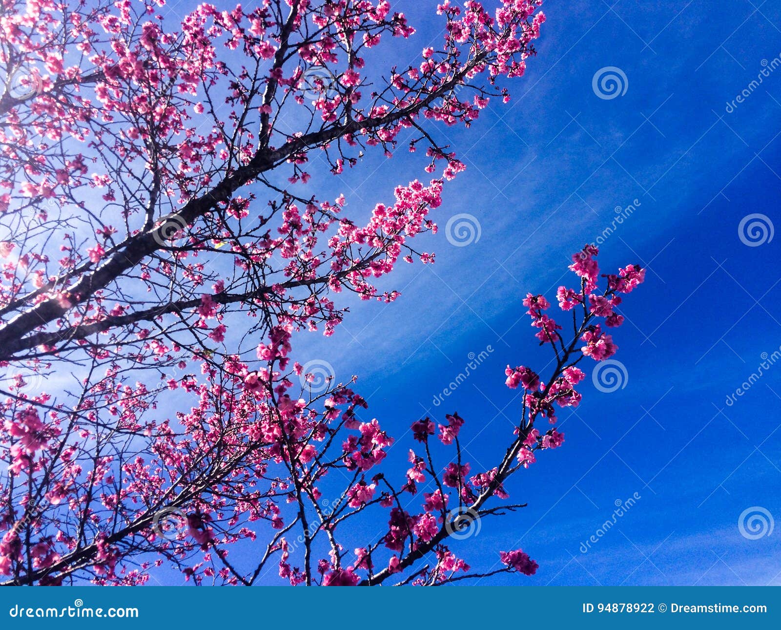 Cherry Tree stock photo. Image of cielo, blossom, cherry - 94878922