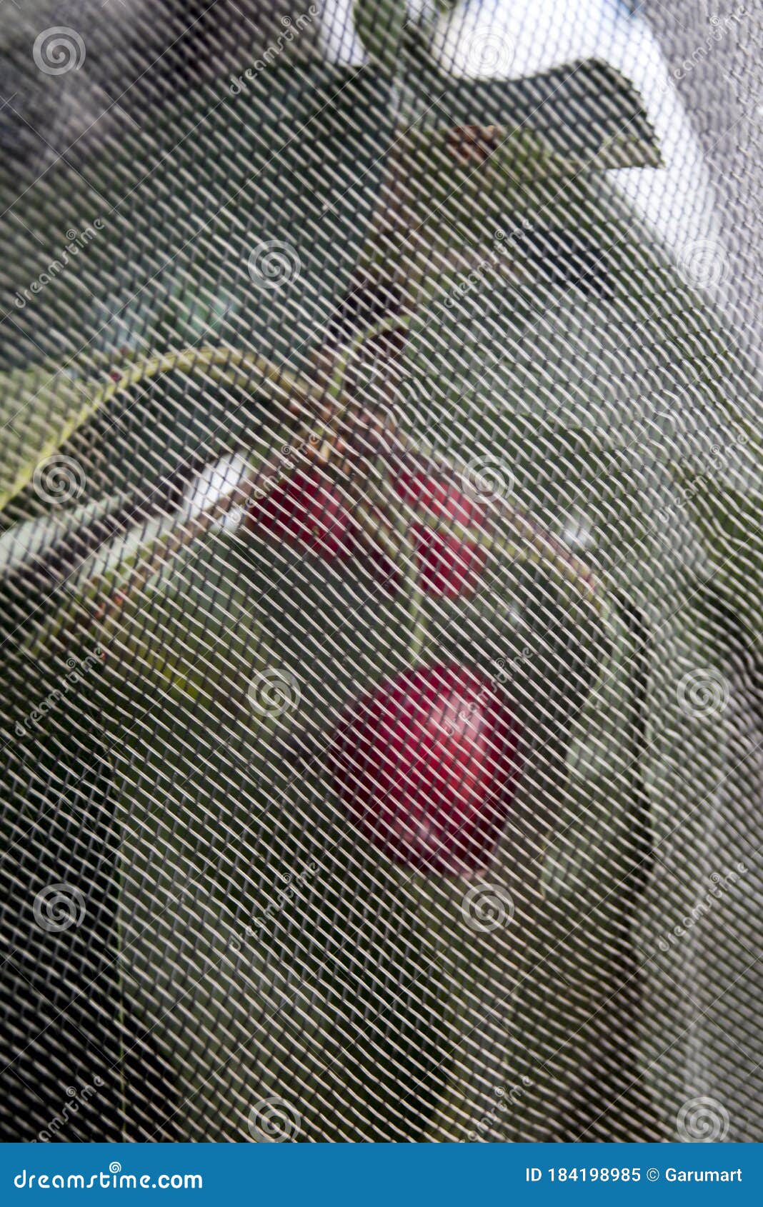 Cherry Tree Protected with Bird Net Stock Image - Image of netting ...