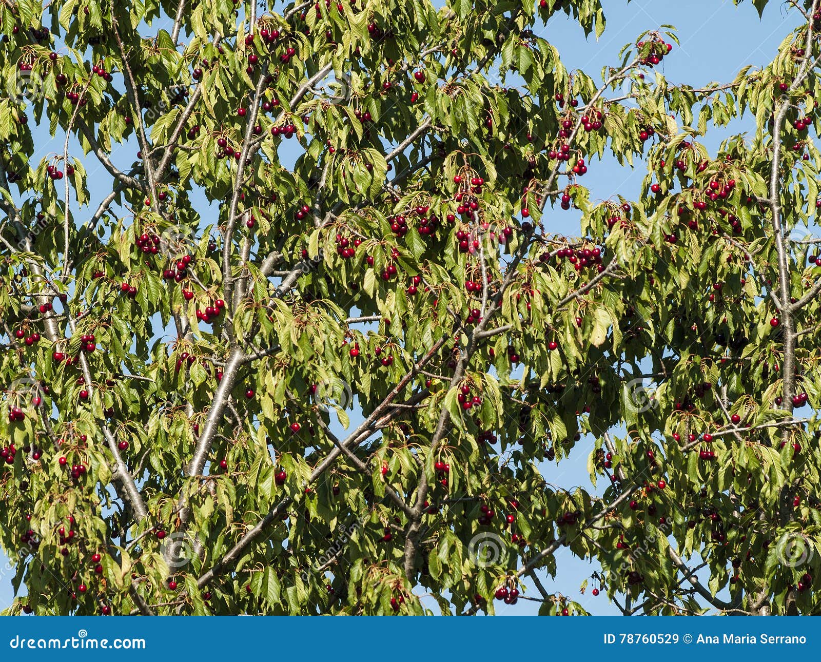 Cherry Tree with Red Cherries Stock Image - Image of cherries ...