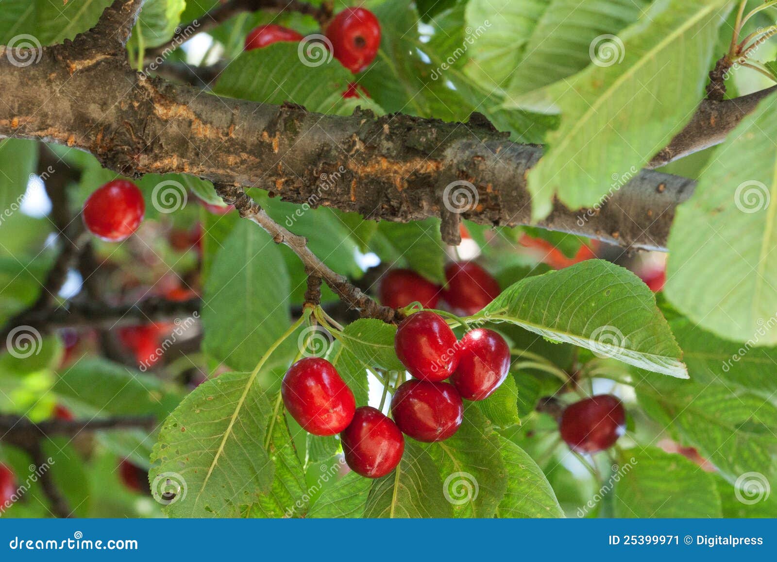 Cherry Tree with Red Fruits Stock Image - Image of outdoors, tree: 25399971