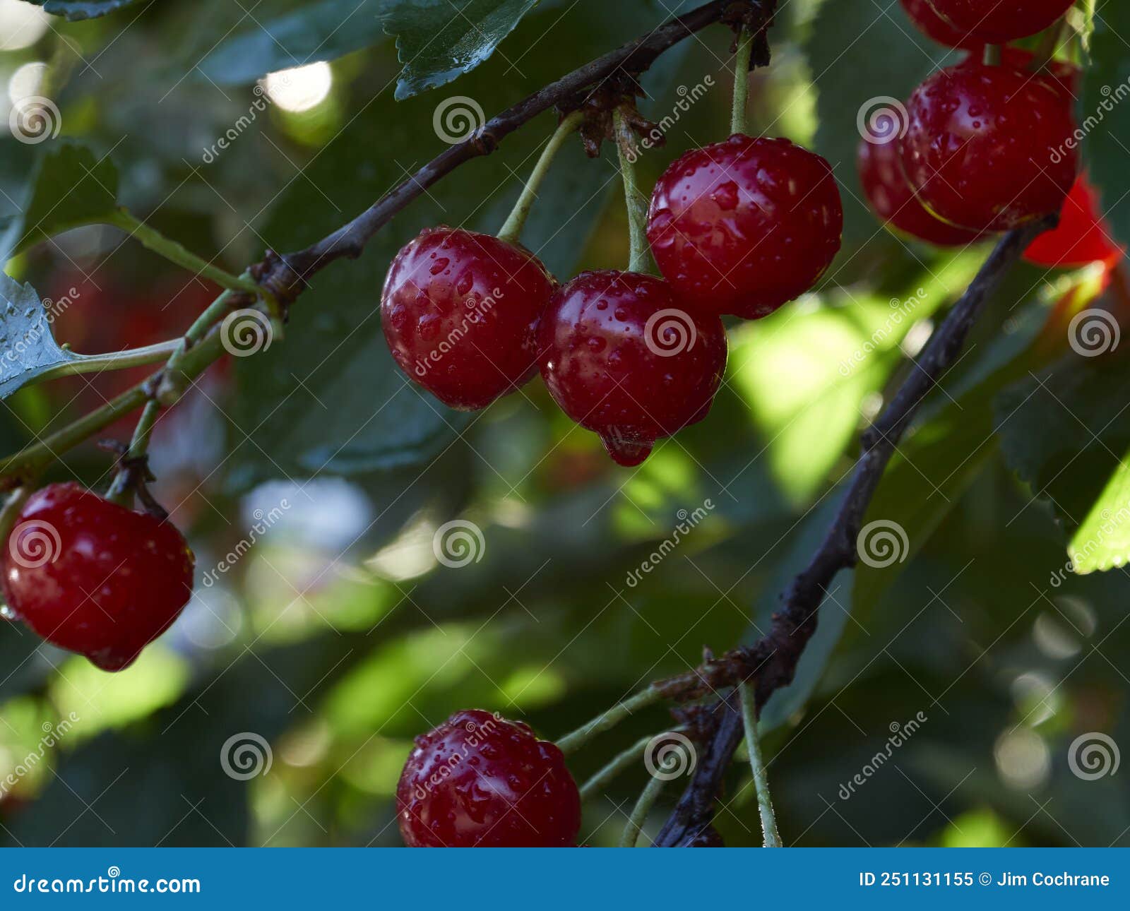 Cherry Tree Ripe Fruit Cluster Stock Image - Image of orchards, cherry ...