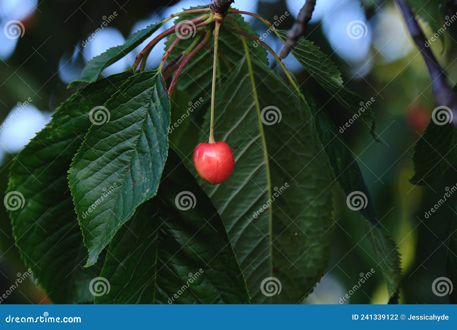 Cherry tree ripe fruit stock photo. Image of foliage - 241339122