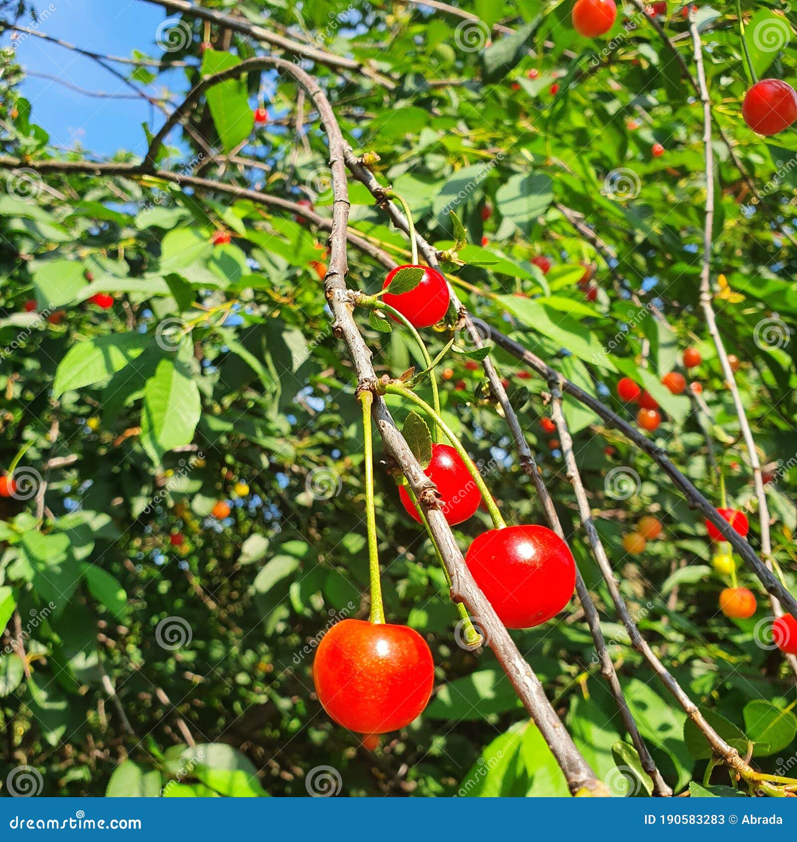 Cherry tree stock image. Image of nature, ripen, ripening - 190583283
