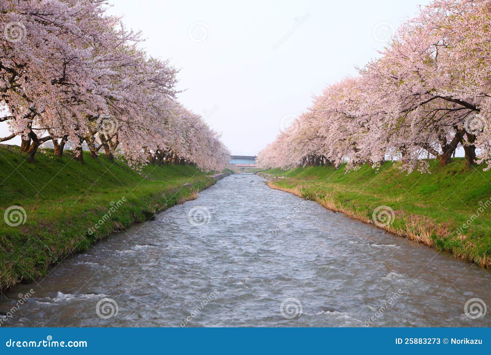 Cherry tree and river stock image. Image of embankment - 25883273