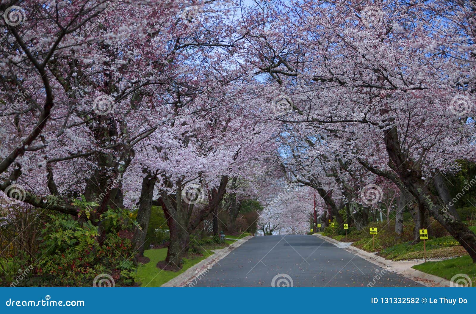 Cherry Tree Rows stock photo. Image of tourism, pillowy - 131332582