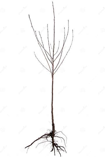 Cherry tree sapling stock photo. Image of knot, botany - 30375418