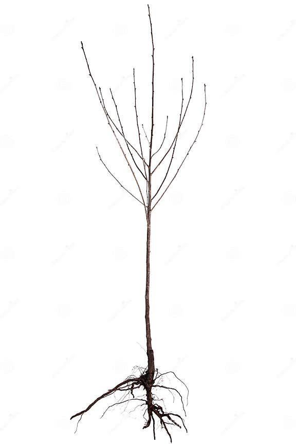 Cherry tree sapling stock photo. Image of knot, botany - 30375418