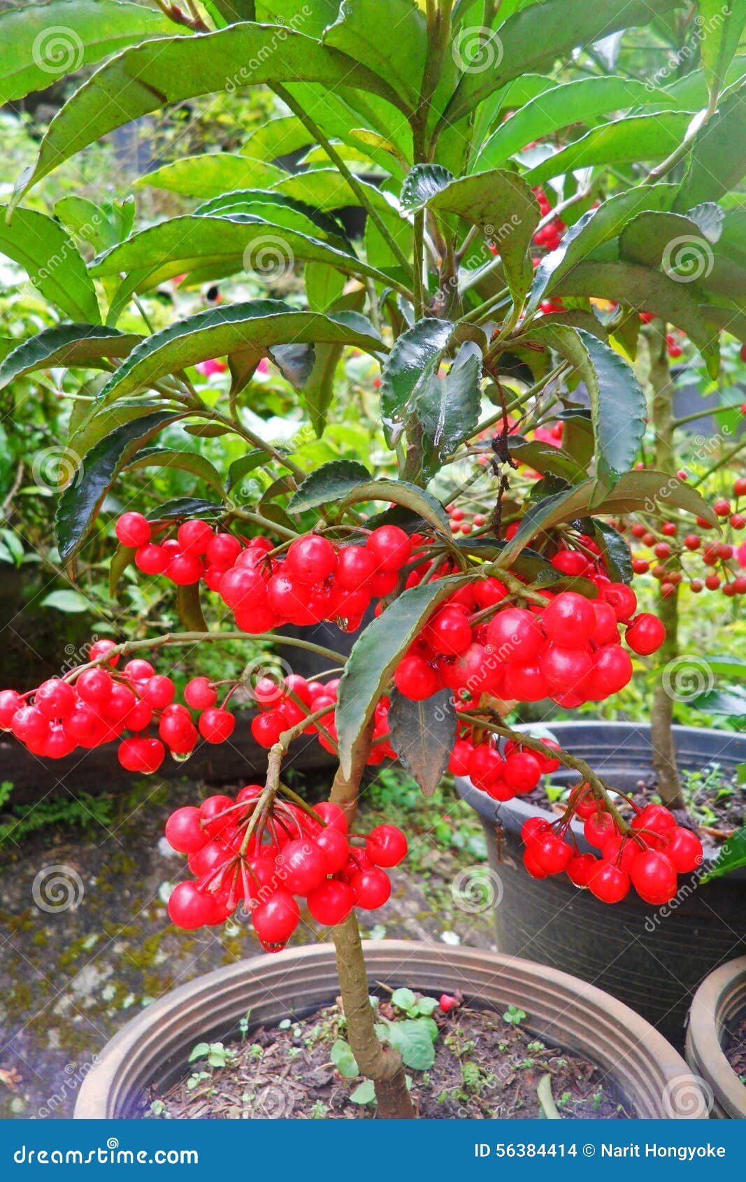 Cherry tree stock photo. Image of branch, nature, season - 56384414