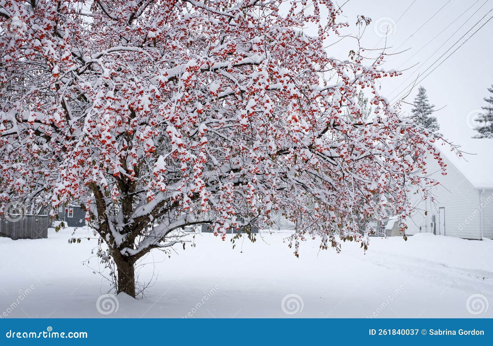 Cherry Tree in the Snow stock image. Image of temperature - 261840037