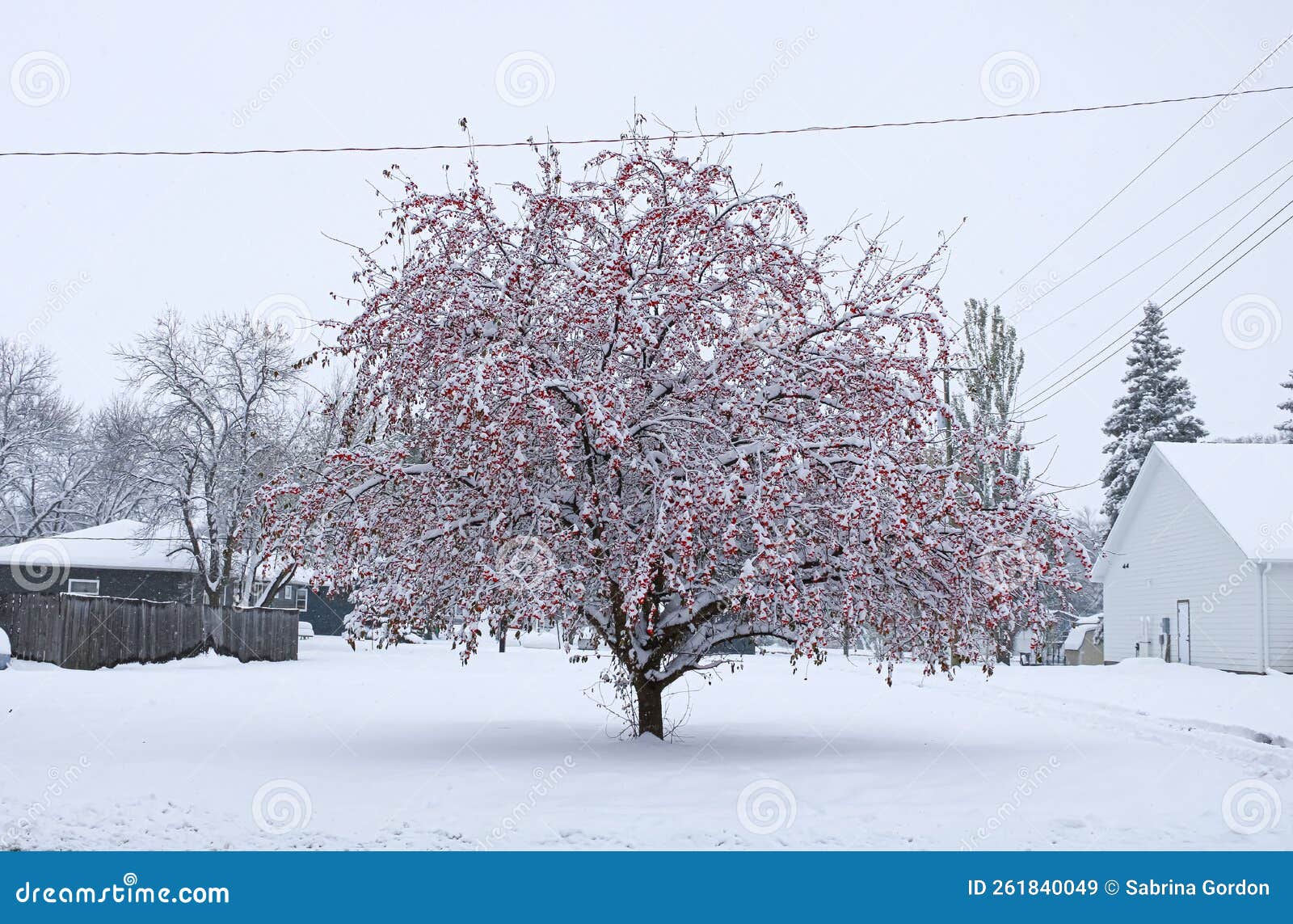 Cherry Tree in the Snow stock image. Image of branch - 261840049