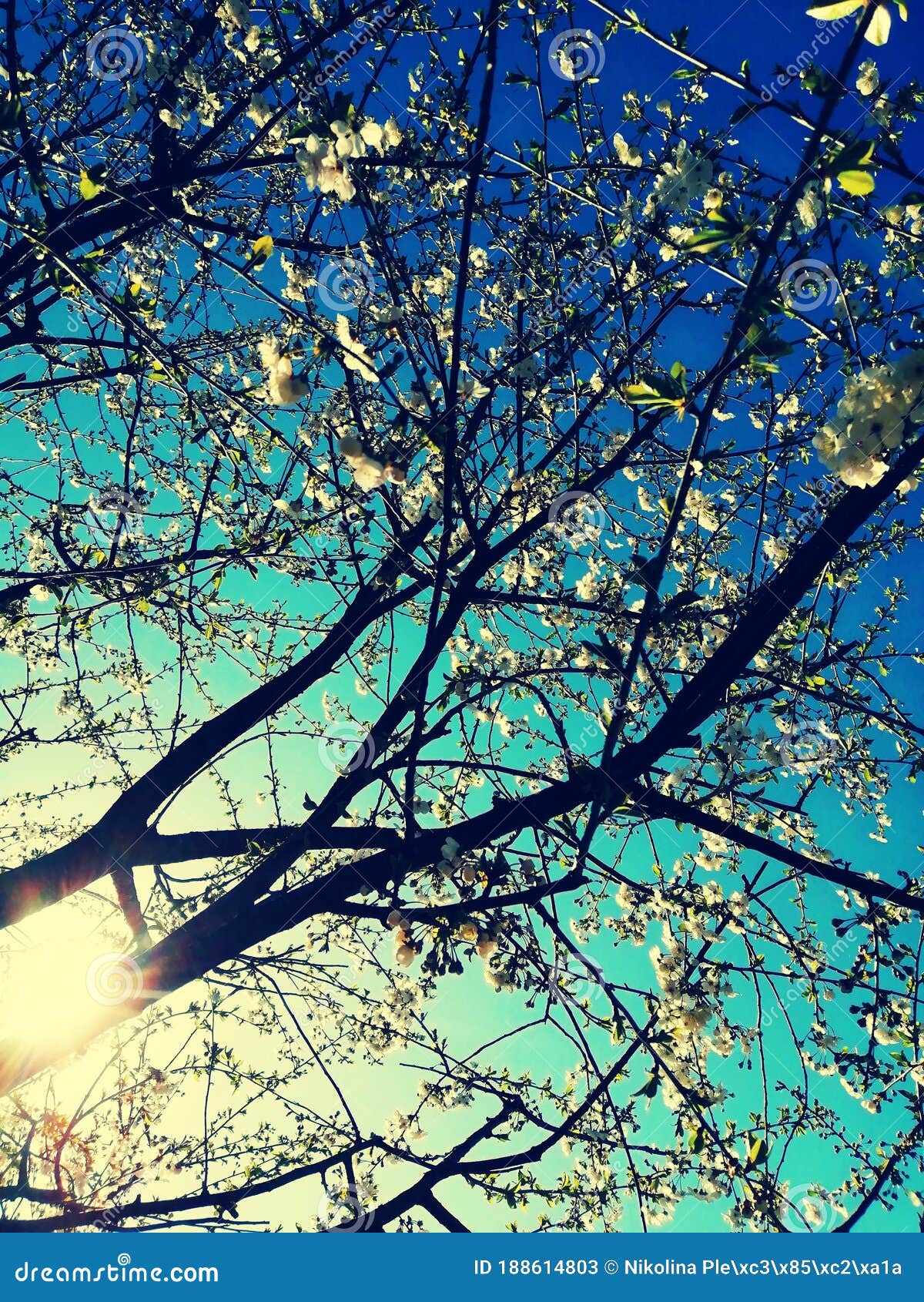 Cherry tree in spring stock image. Image of cherry, blue - 188614803