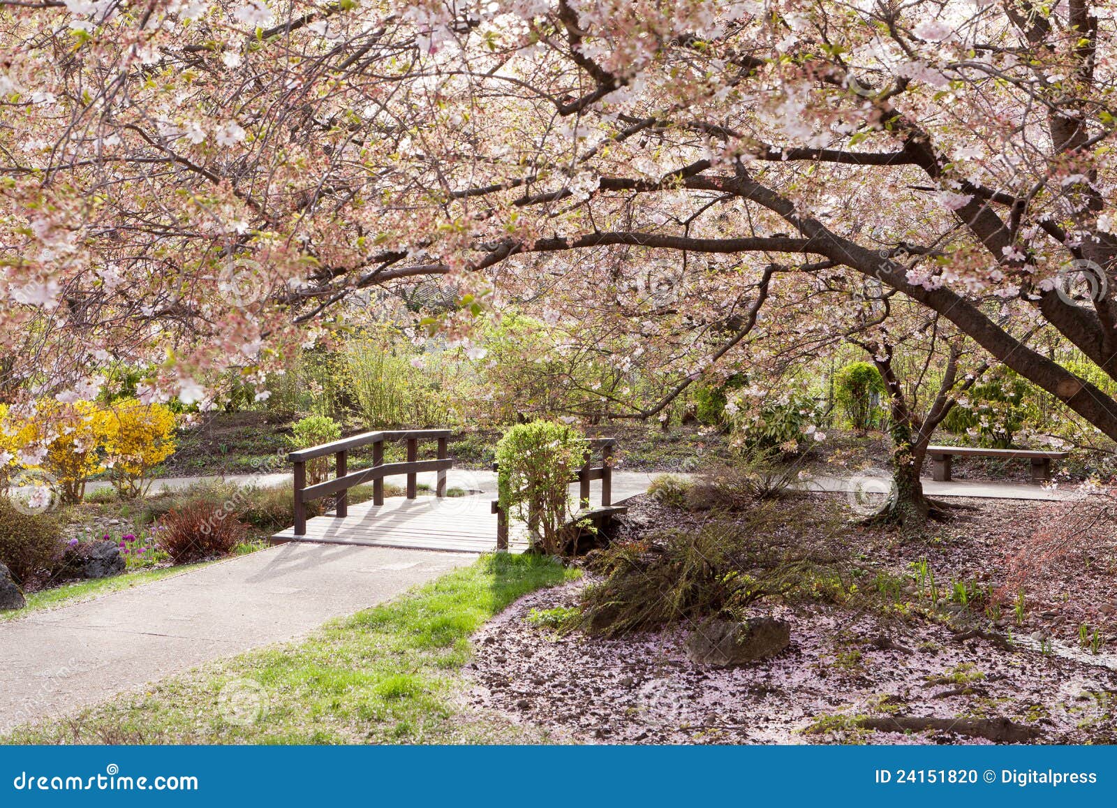 Cherry tree in spring stock photo. Image of japan, bridge - 24151820