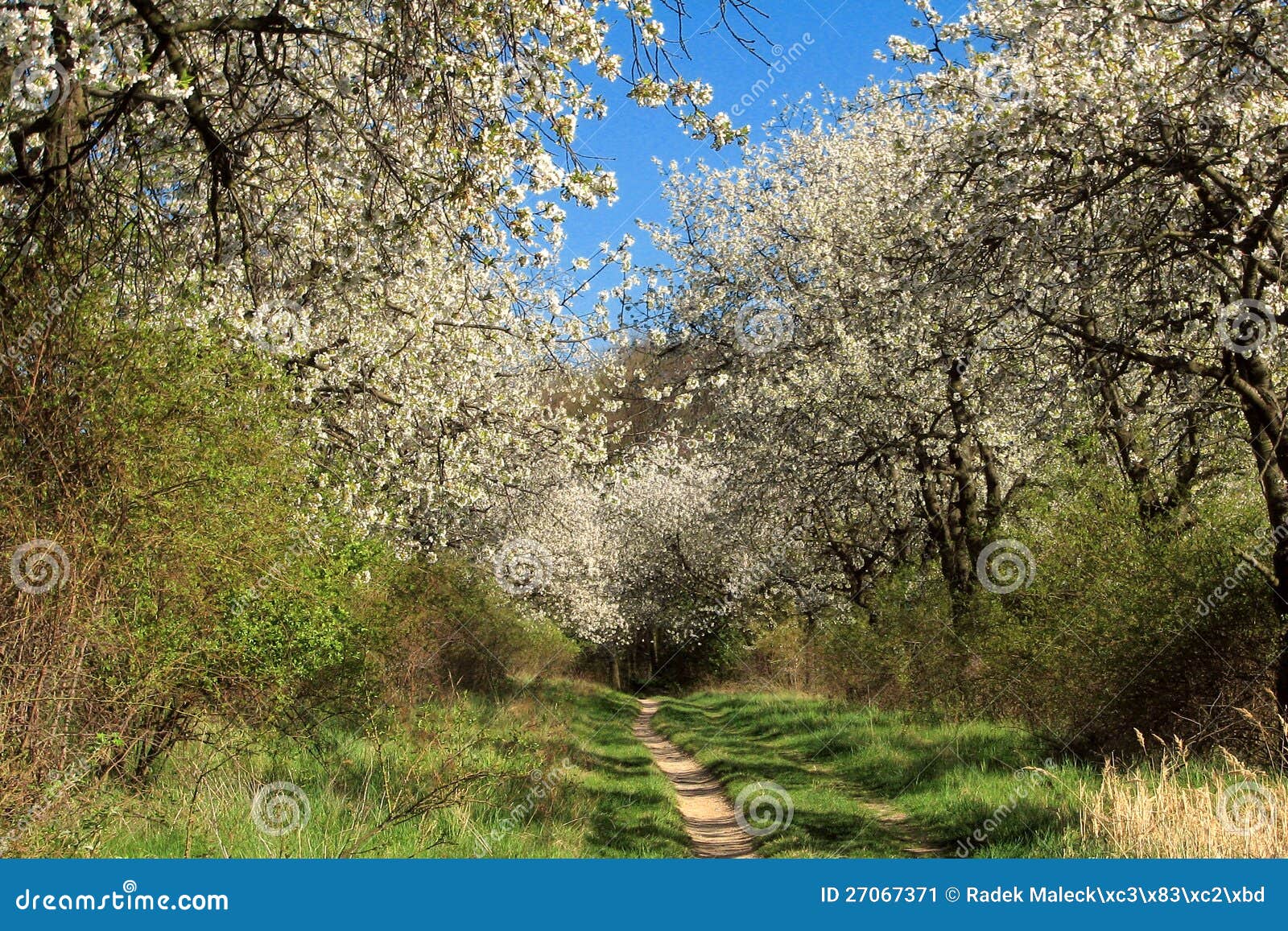 Cherry tree in spring stock image. Image of cherry, park - 27067371