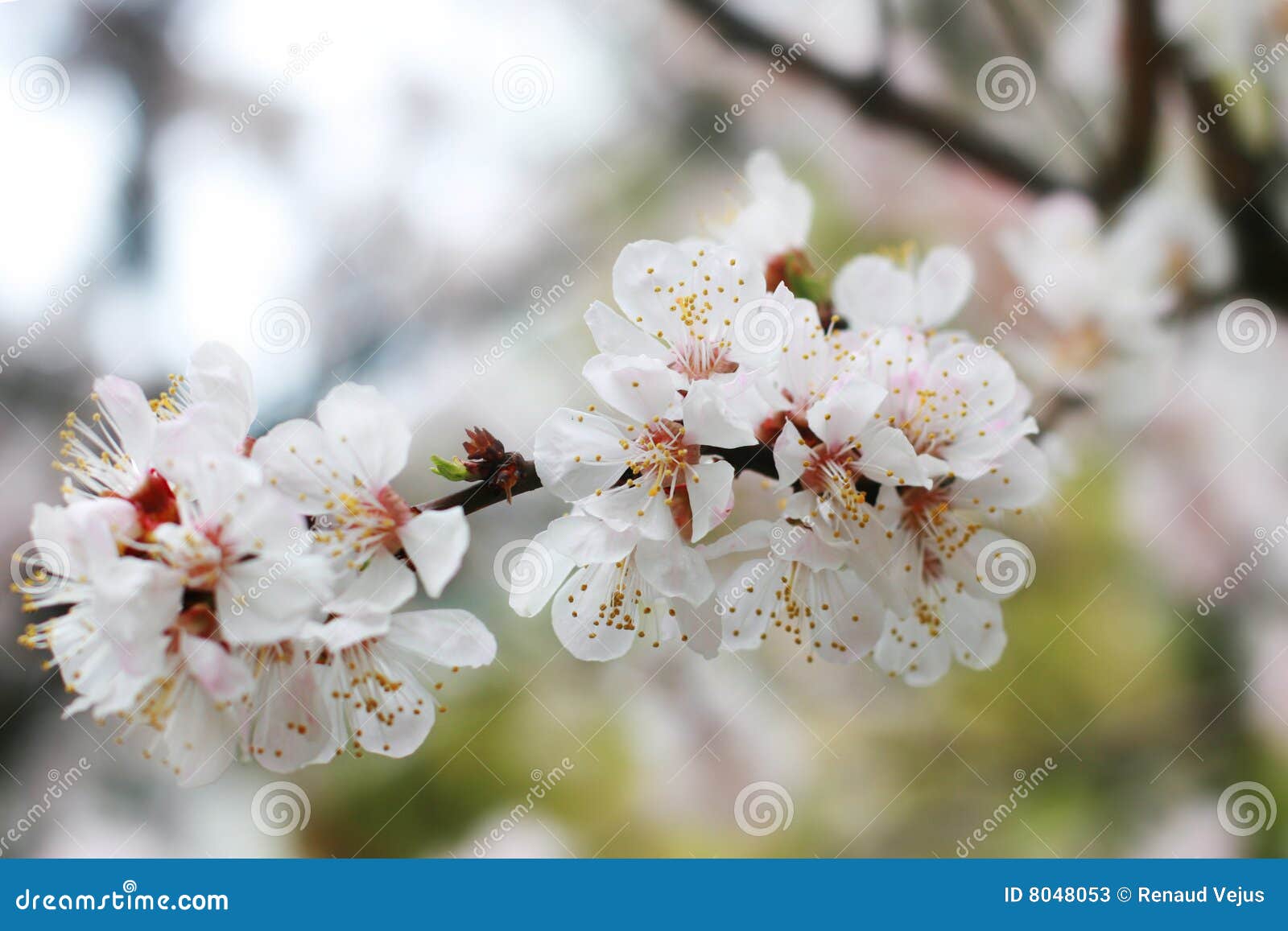 Cherry-tree in spring stock image. Image of cherry, nature - 8048053