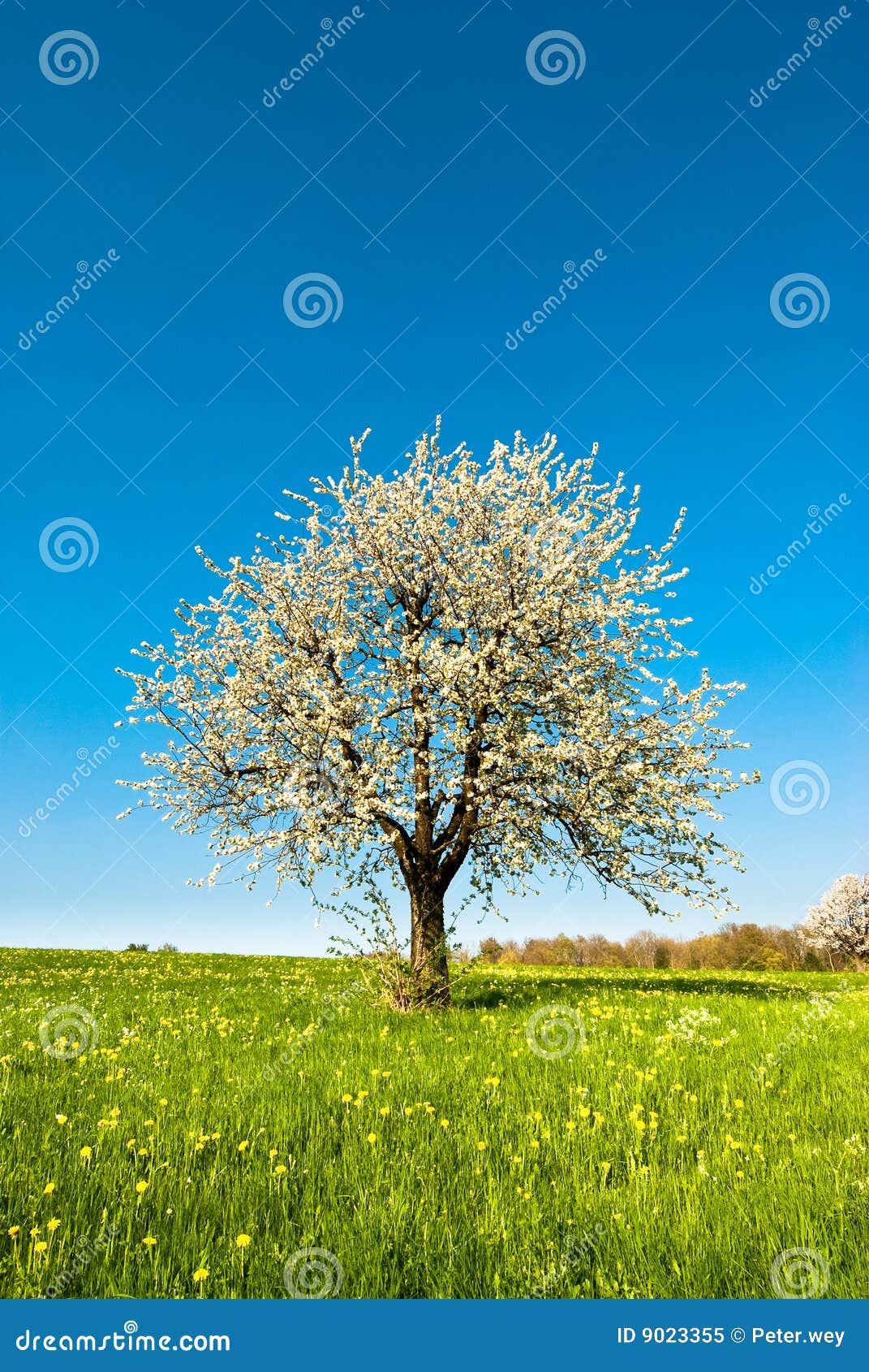 Cherry tree in spring stock image. Image of flower, blossoming - 9023355