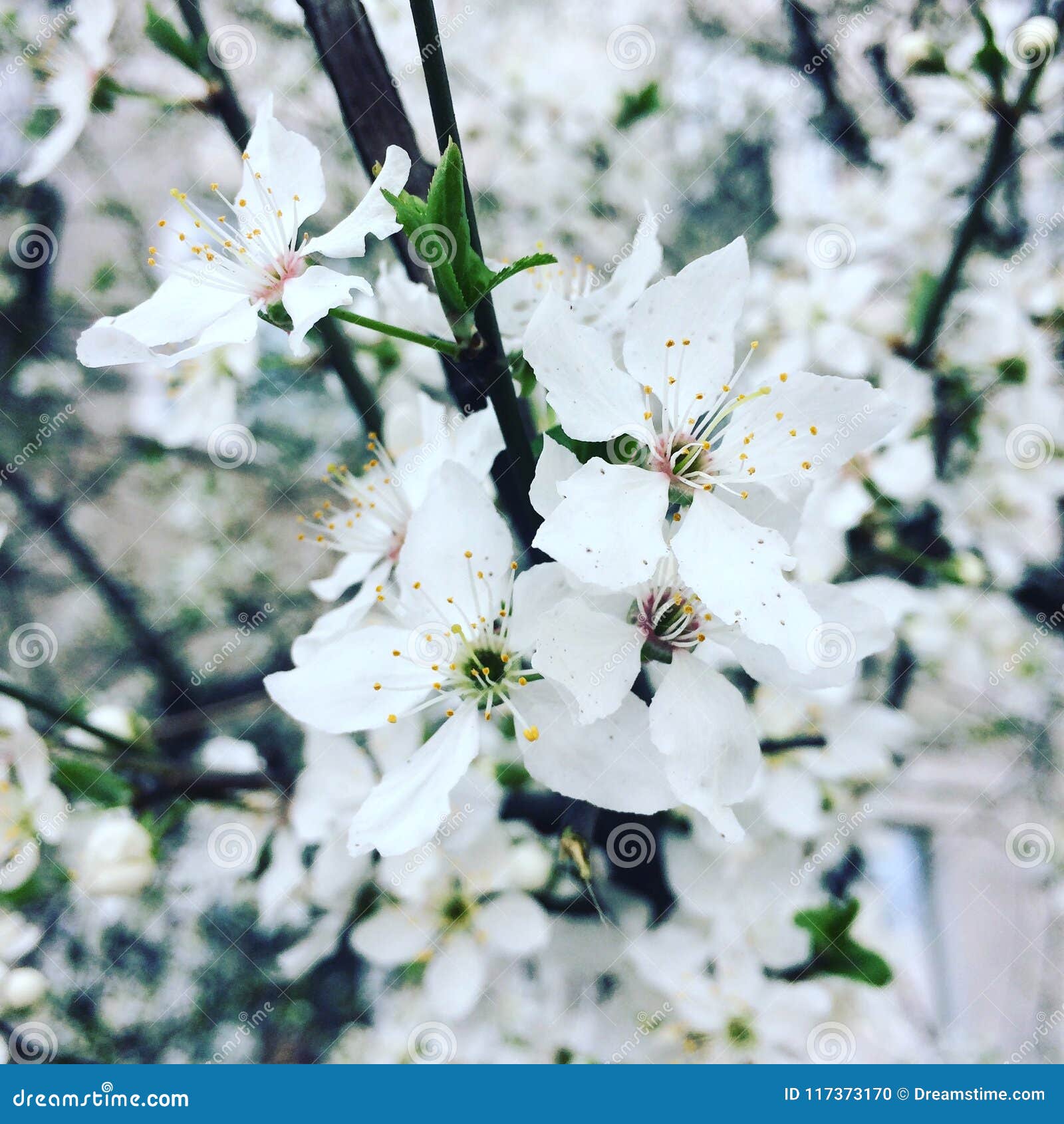 Cherry Tree. Spring. Beauty. Pleasure. Stock Photo - Image of nhow ...