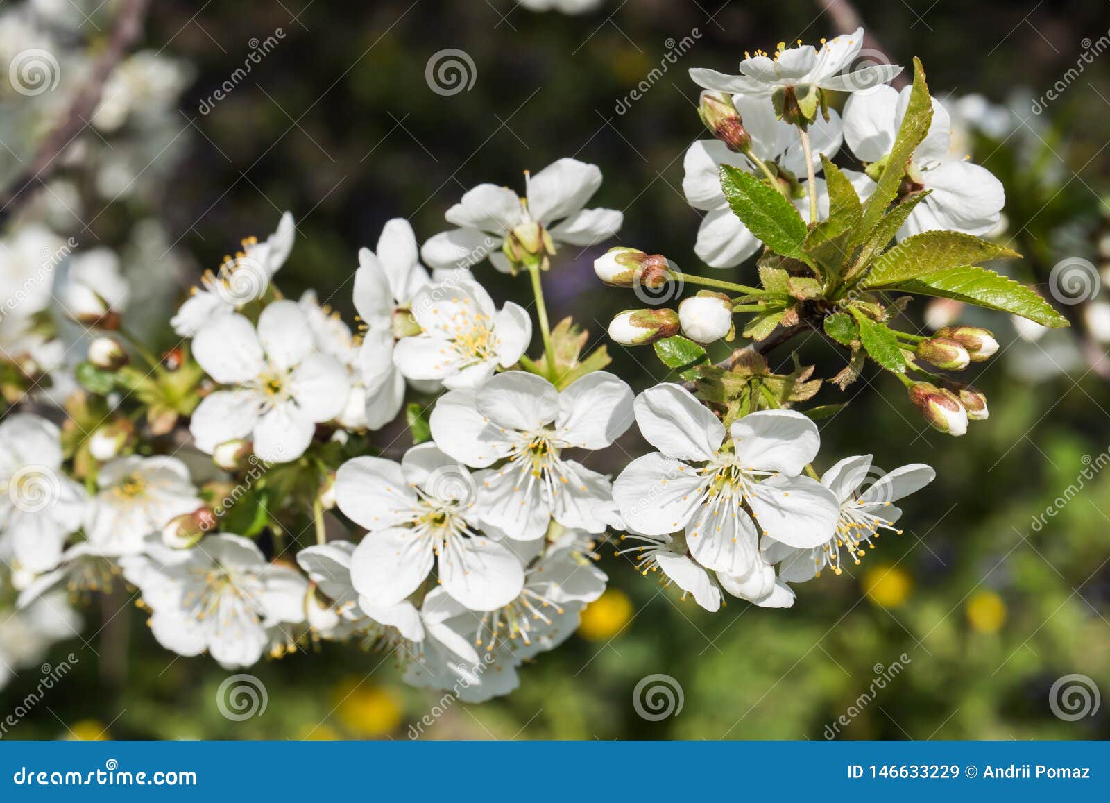 Cherry tree spring blossom stock image. Image of leisure - 146633229