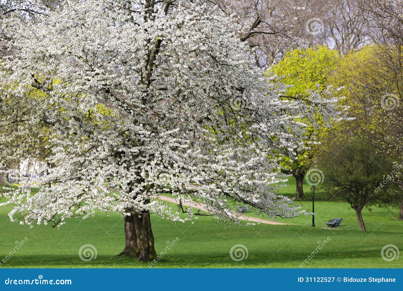 Cherry tree spring stock image. Image of grass, freshness - 31122527