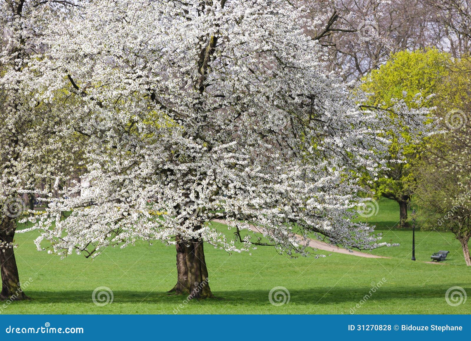 Cherry tree spring stock photo. Image of blooming, bloom - 31270828