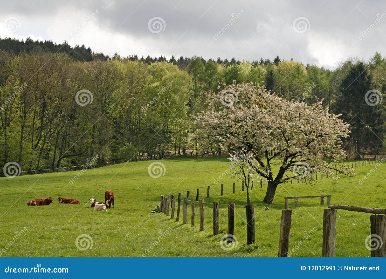 Cherry Tree in Spring, Germany Stock Image - Image of land, fence: 12012991