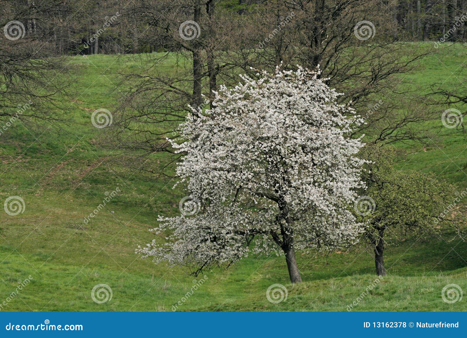 Cherry Tree in Spring, Germany Stock Photo - Image of europe, lower ...