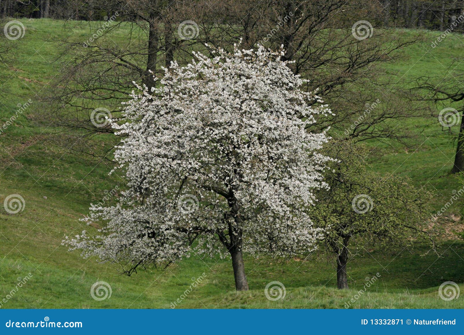 Cherry Tree in Spring, Germany, Europe Stock Image - Image of forest ...