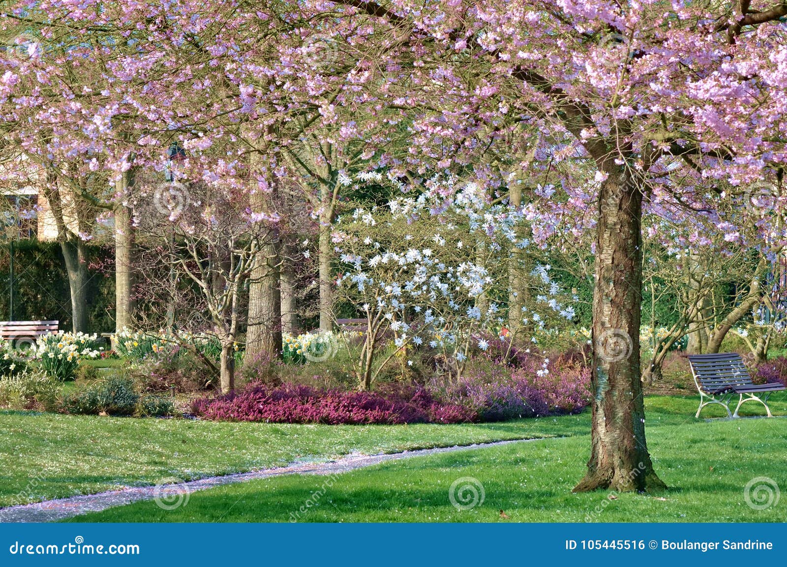 Cherry Tree in Springtime in City Park Stock Photo - Image of blooming ...