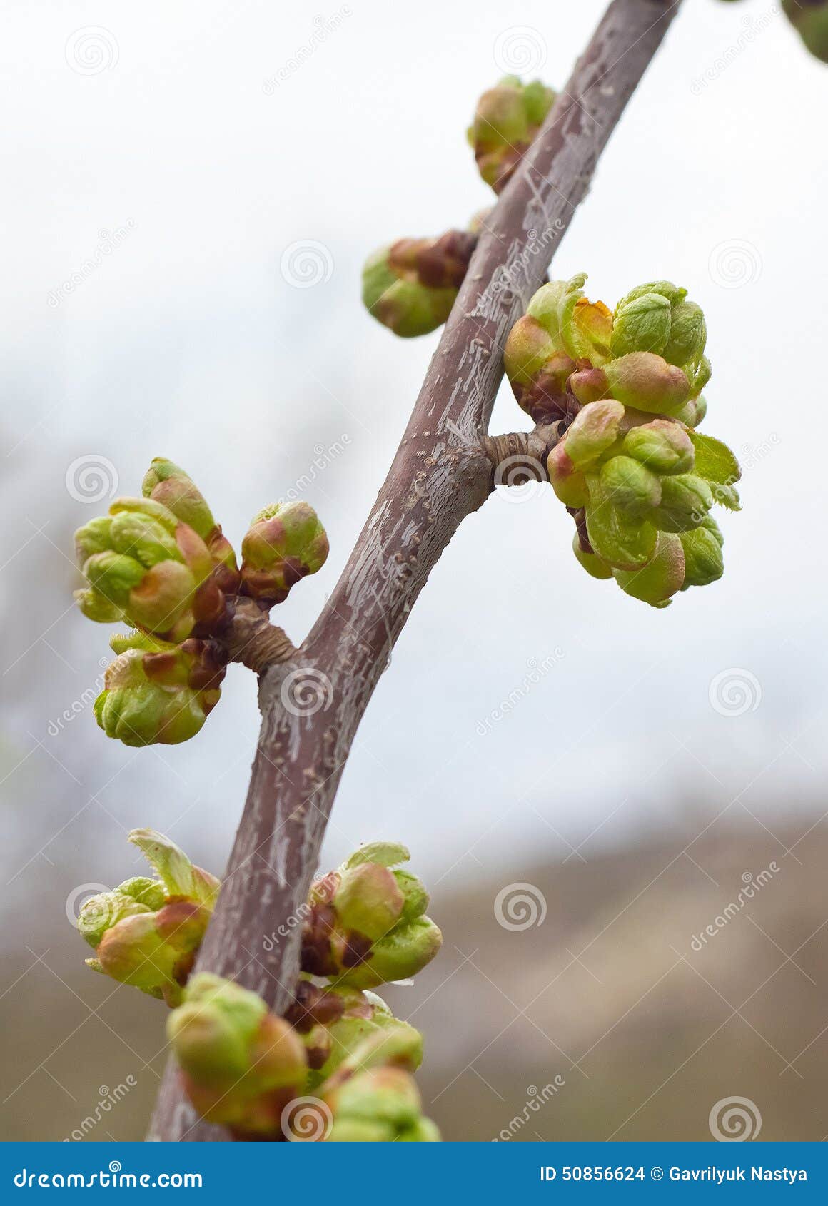 Cherry tree stock photo. Image of march, start, life - 50856624