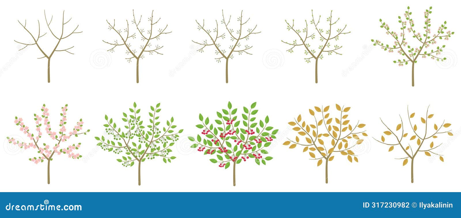 Cherry Tree Stone Fruit Phenological Development Stages of Plants ...