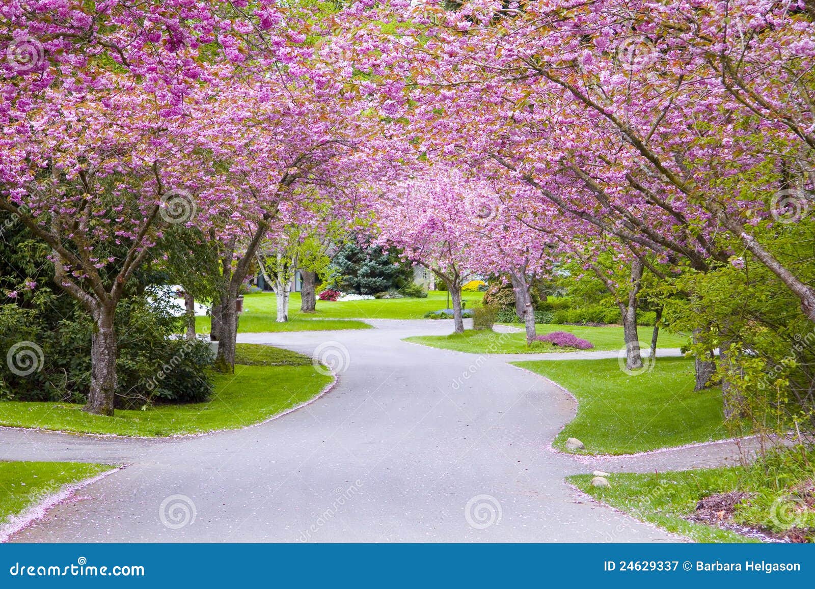 Cherry tree street stock image. Image of british, neighborhood - 24629337