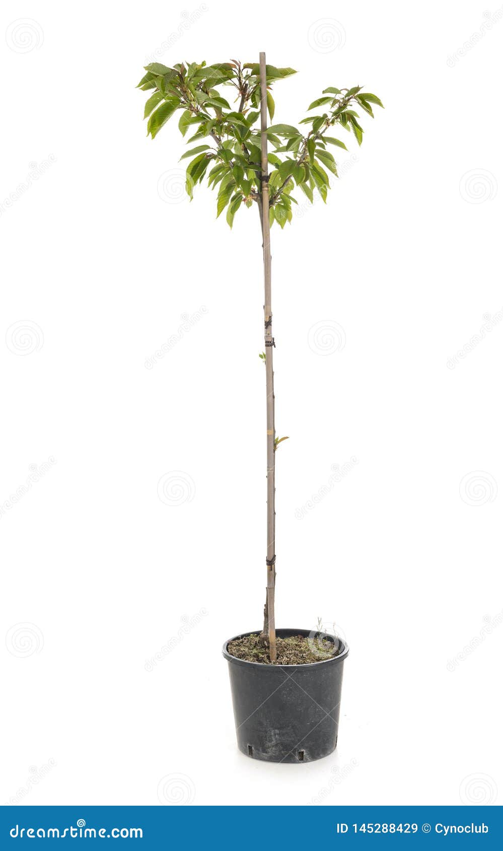 Cherry tree in studio stock image. Image of tree, studio - 145288429