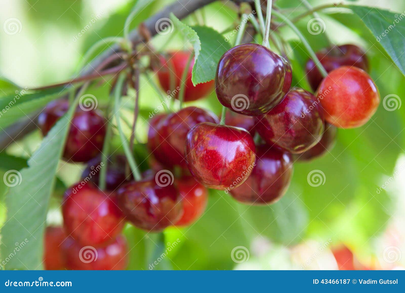 Cheri Love Tree Stock Photos - Free & Royalty-Free Stock Photos from ...