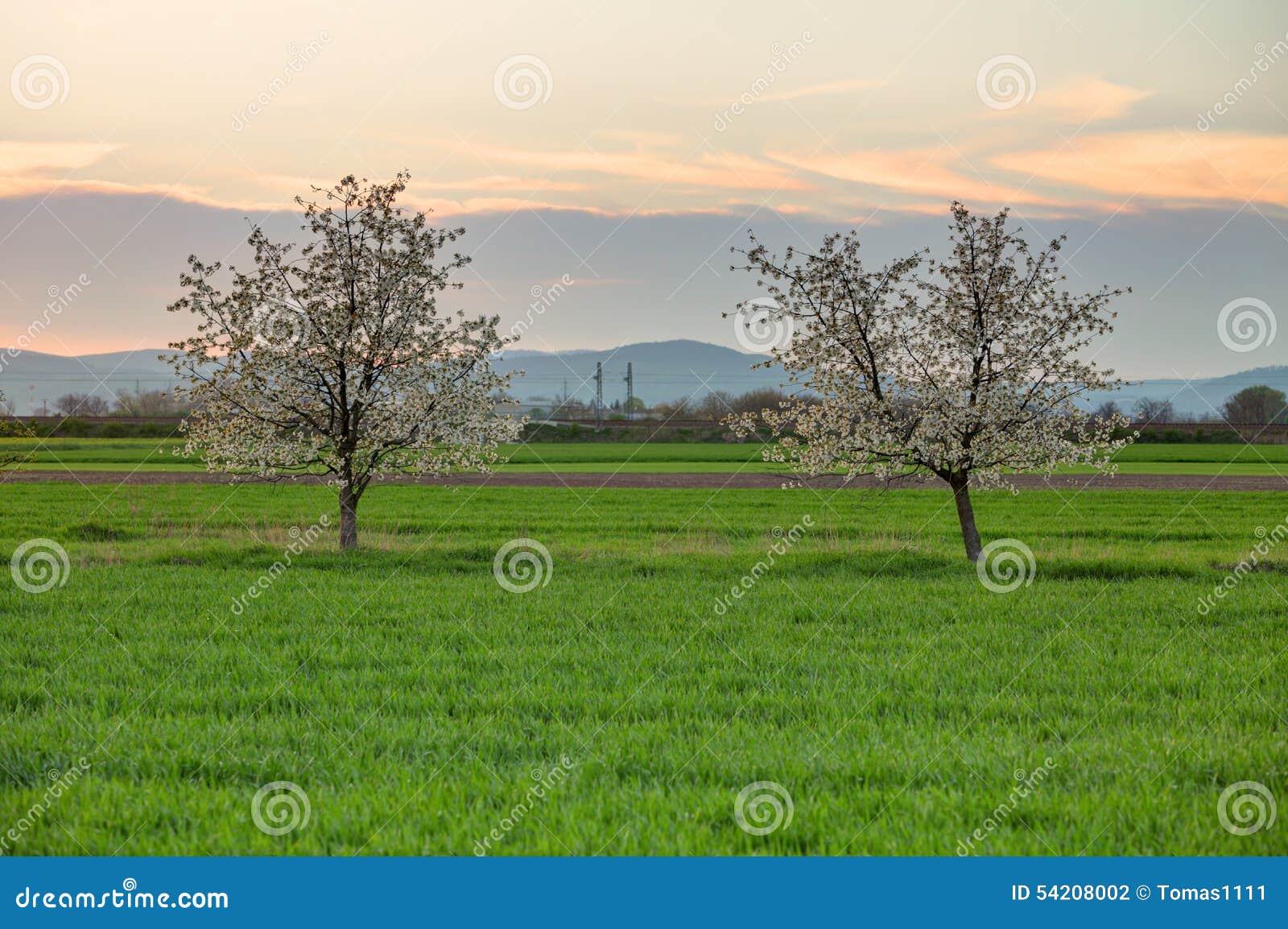 Cherry tree at sunset stock photo. Image of blue, flower - 54208002