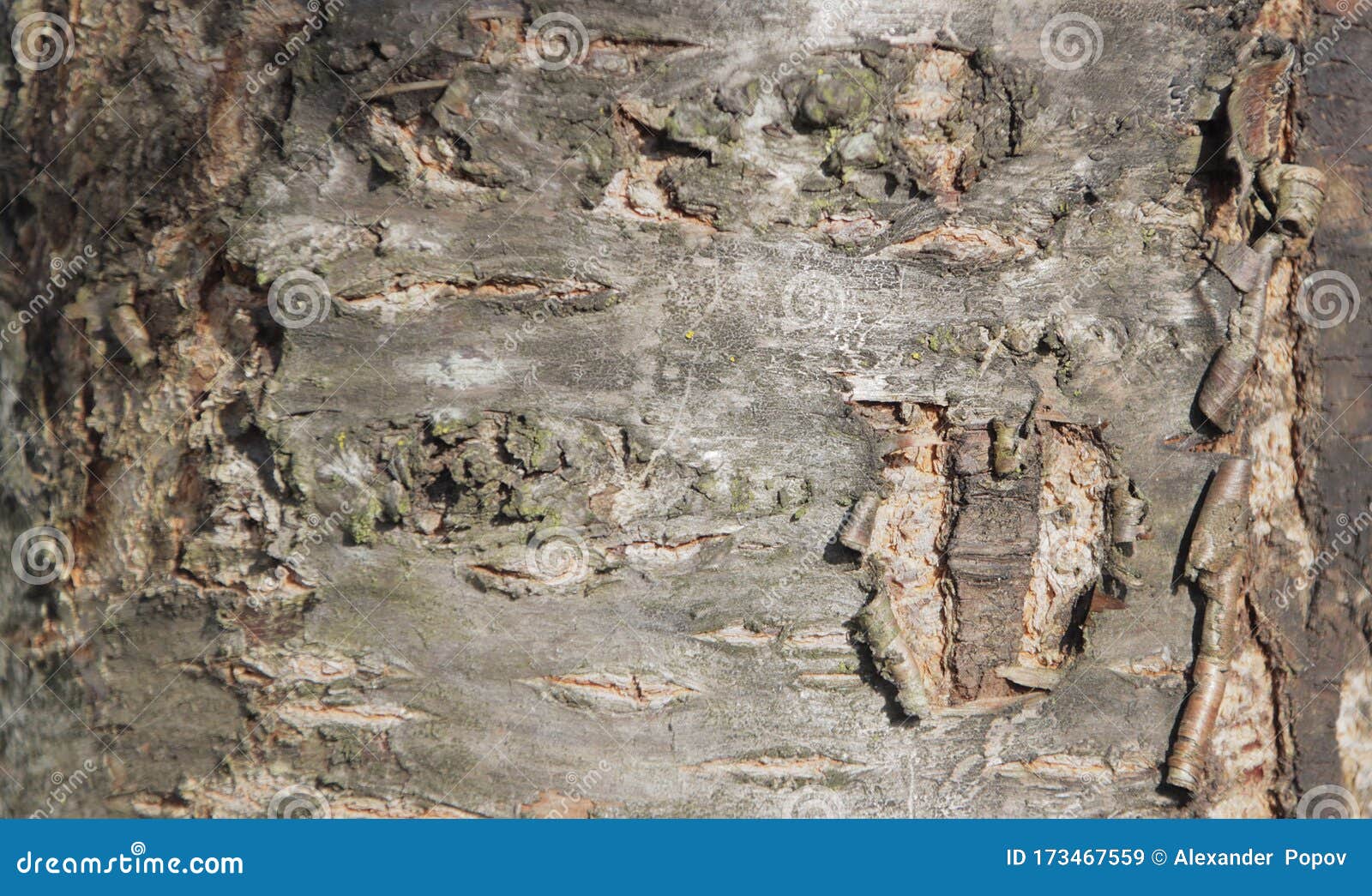 Cherry tree texture stock image. Image of lighting, large - 173467559