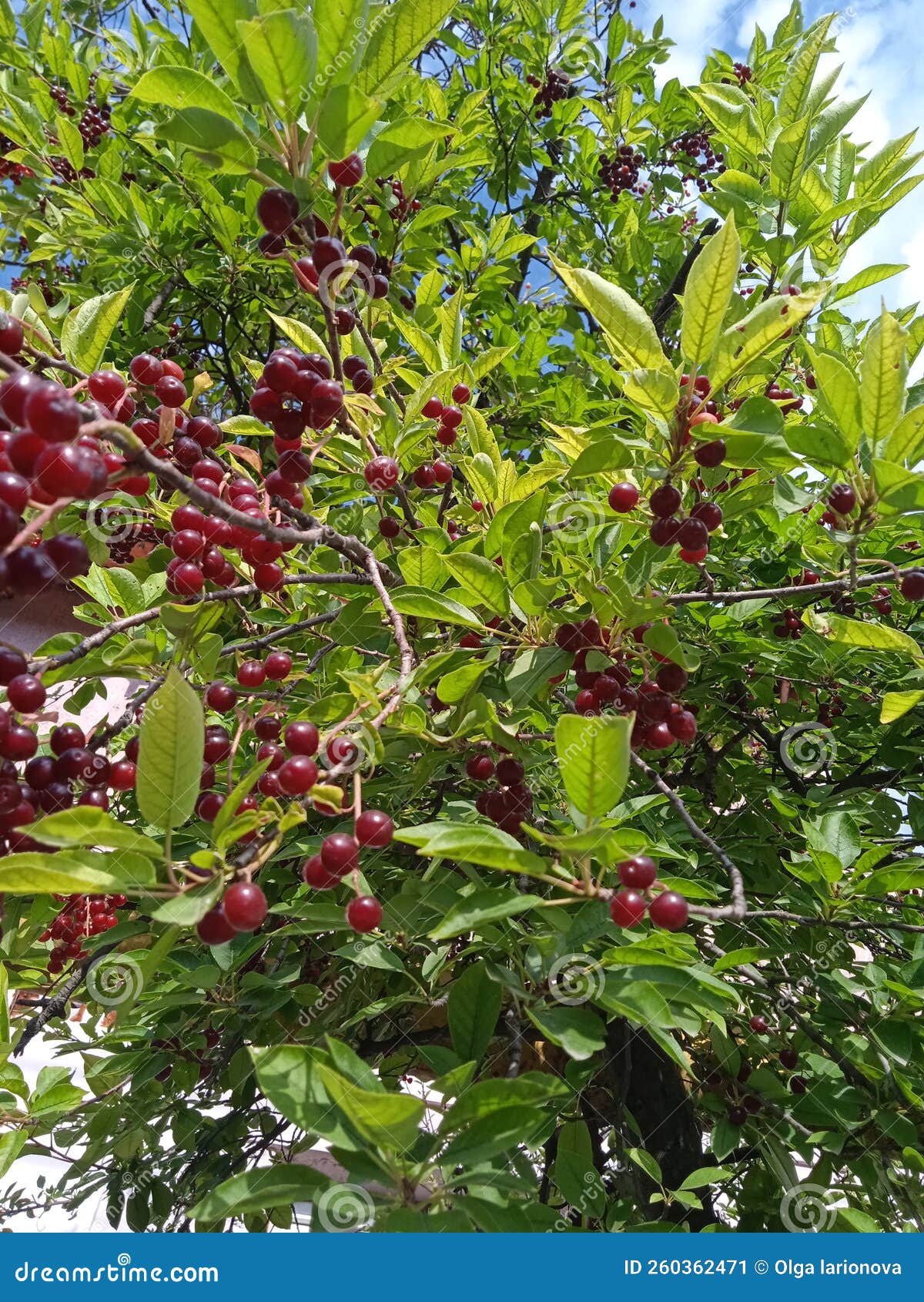 Cherry Tree Tree Grows in the Garden. Stock Image - Image of produce ...