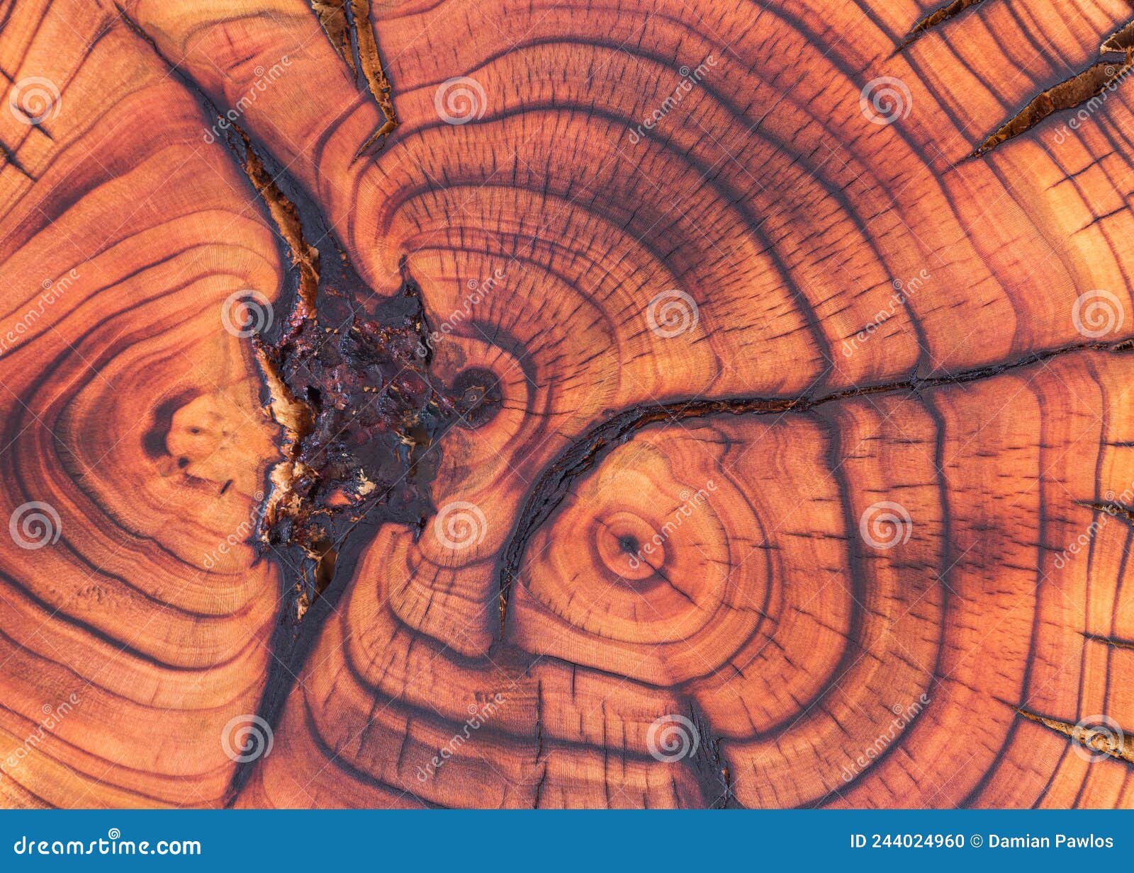 Cherry Tree Trunk Cross-section Burnt and Prefinished with Natural Oil ...