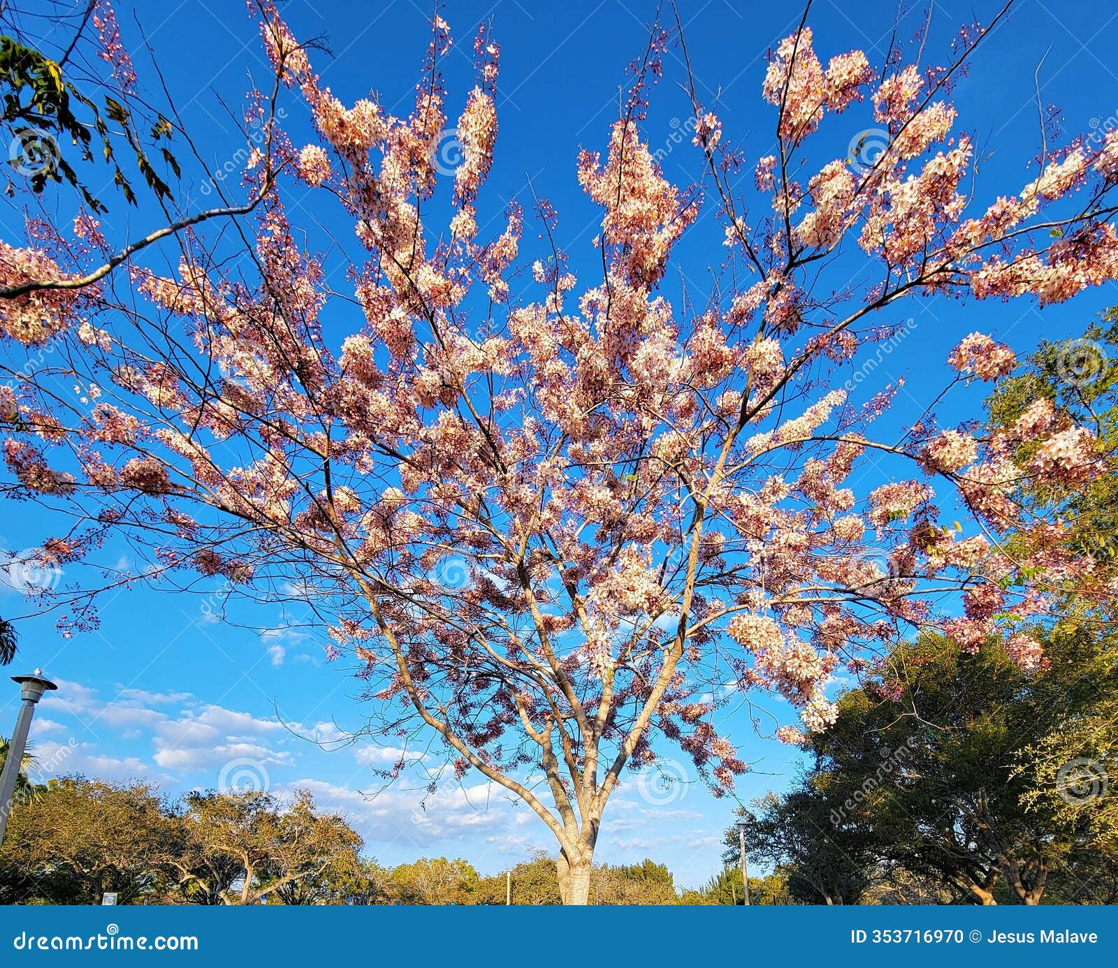 Cherry Tree with Typical Colors Stock Photo - Image of branch, sakura ...
