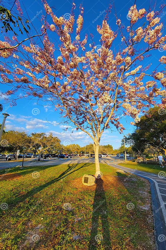 Cherry Tree with Typical Colors Stock Image - Image of sunny, march ...