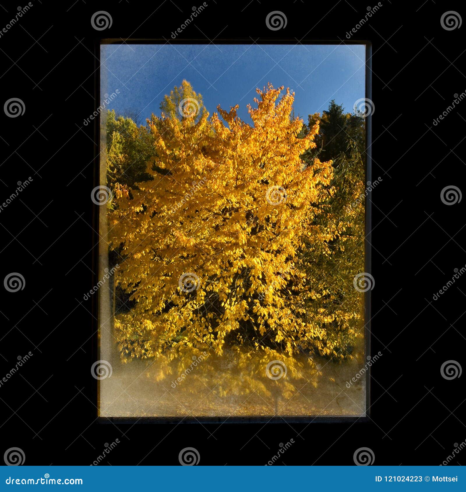 A Cherry Tree Under a Blue Sky in the Autumn Stock Image - Image of ...