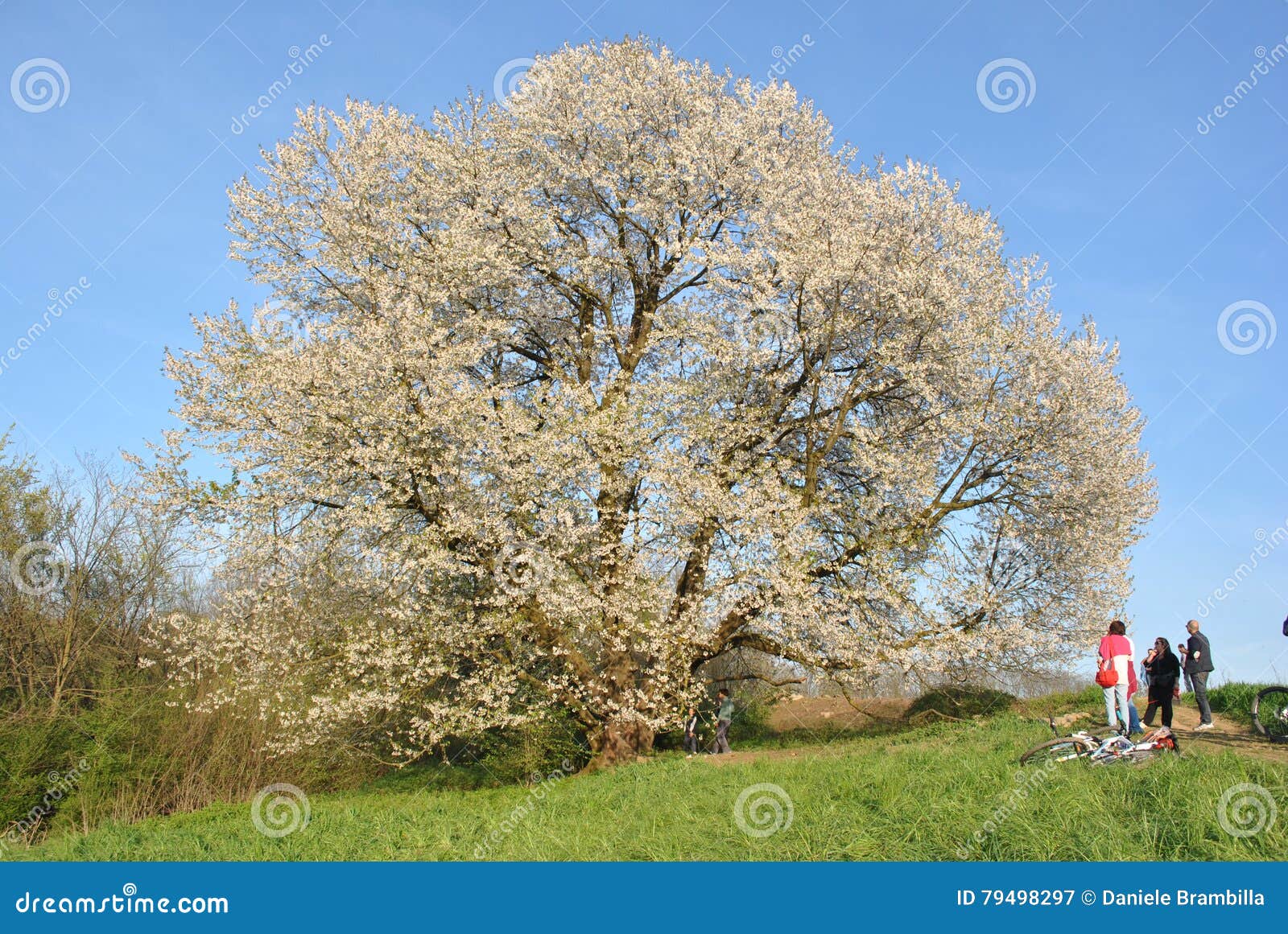 Cherry tree editorial photography. Image of cherry, spring - 79498297